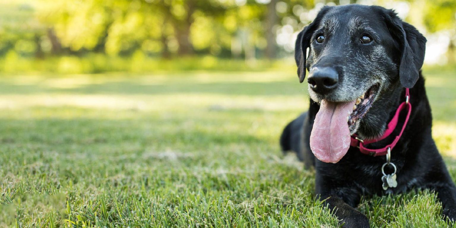 Launceston Vet Hospital - 78-96 Wellington Street, Launceston